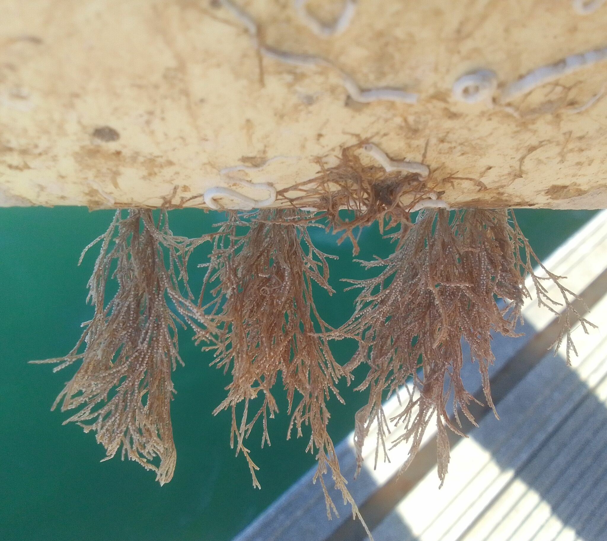 Bugula neritina (Linnaeus, 1758)