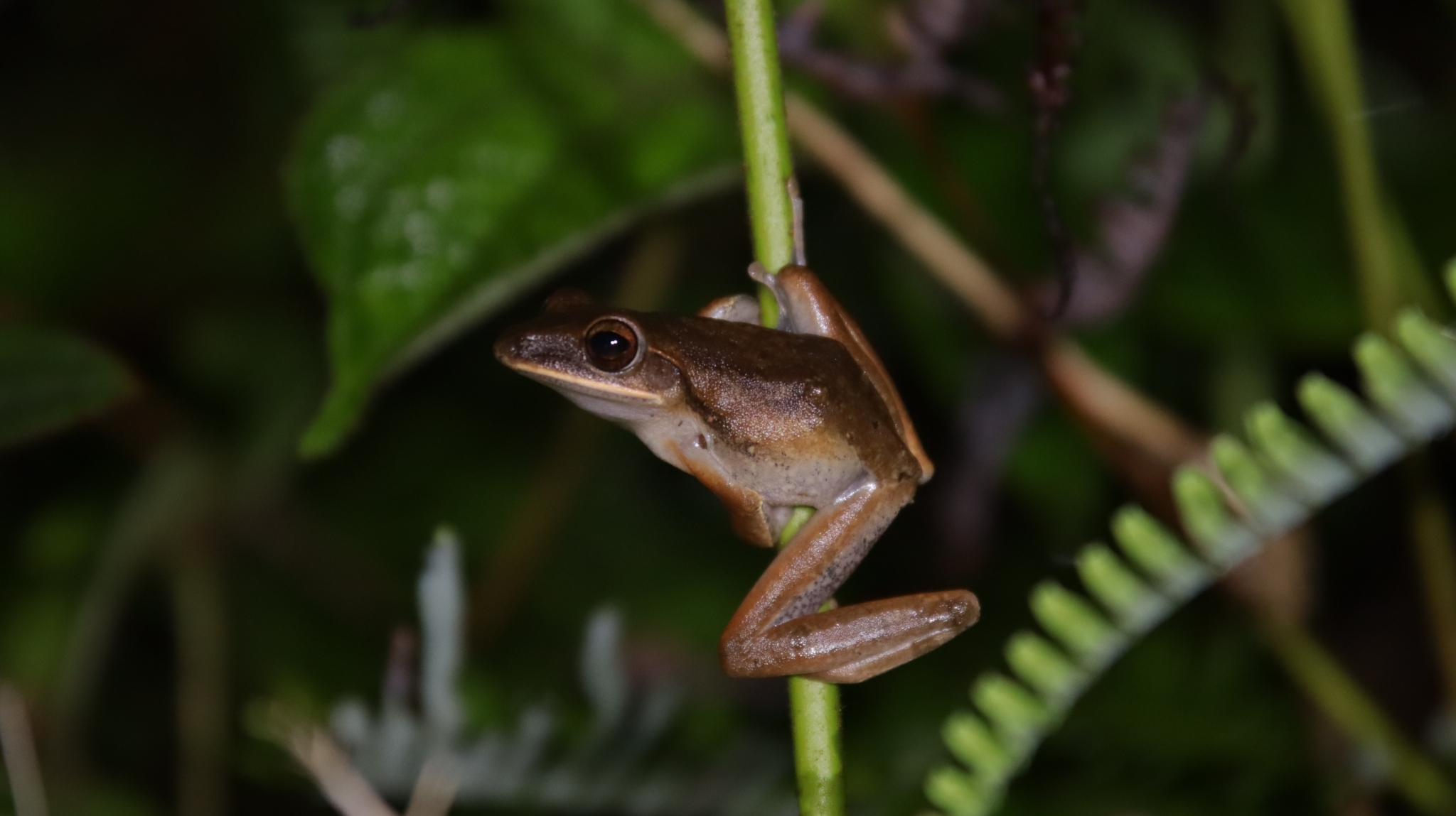 Polypedates Tschudi, 1838