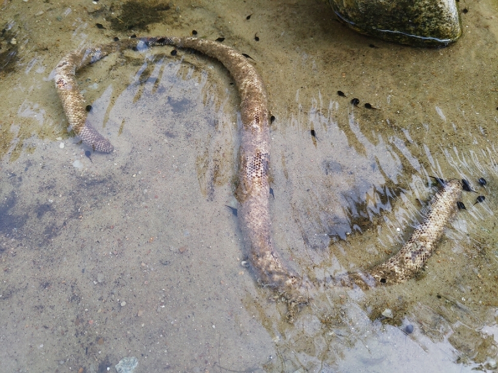 African Burrowing Python from Okwangwo on January 19, 2023 at 10:34 AM ...