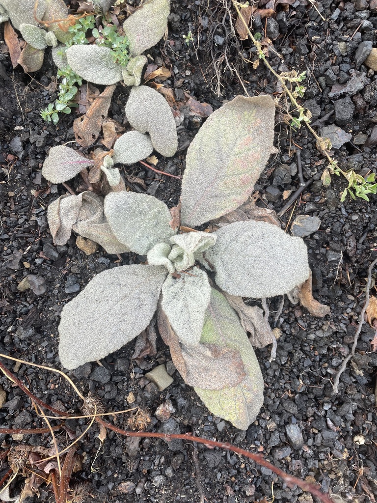 great mullein from Cape Breton Island, Cape Breton, NS, CA on January ...