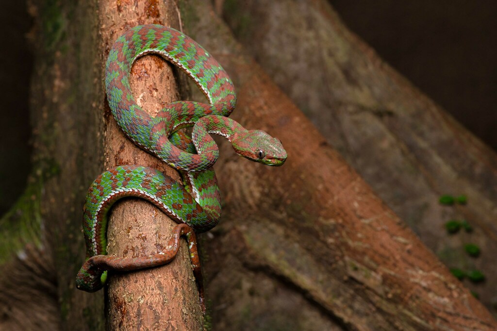 Trimeresurus phuketensis (Craspedocephalus,Trimeresurus and ...