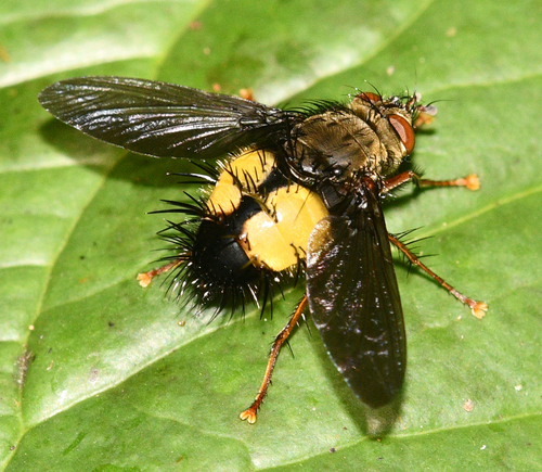 Genus Chromoepalpus · iNaturalist