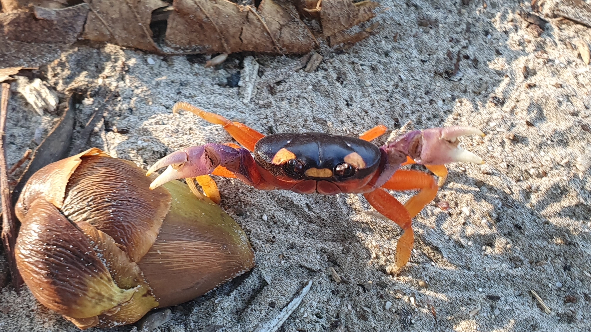 Gecarcinus quadratus de Saussure, 1853