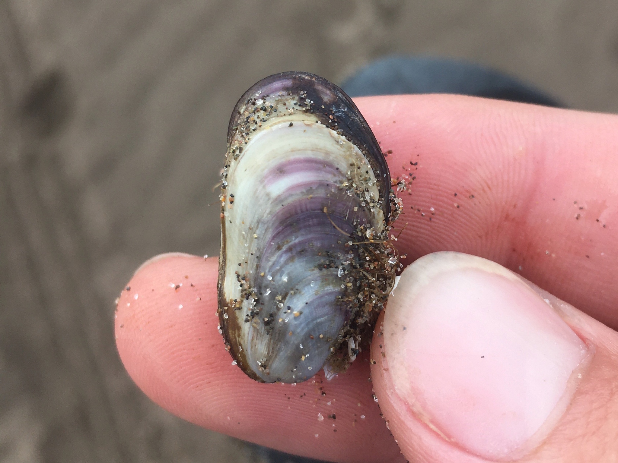 Brachidontes rodriguezii (d'Orbigny, 1842)