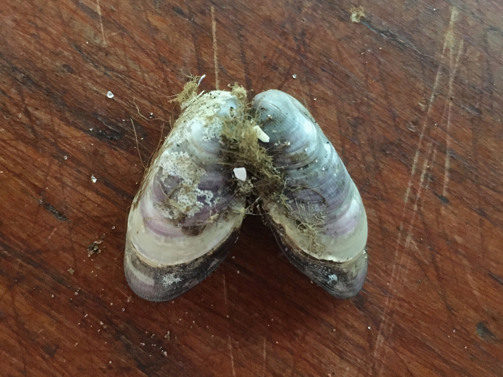 Brachidontes rodriguezii (d'Orbigny, 1842)