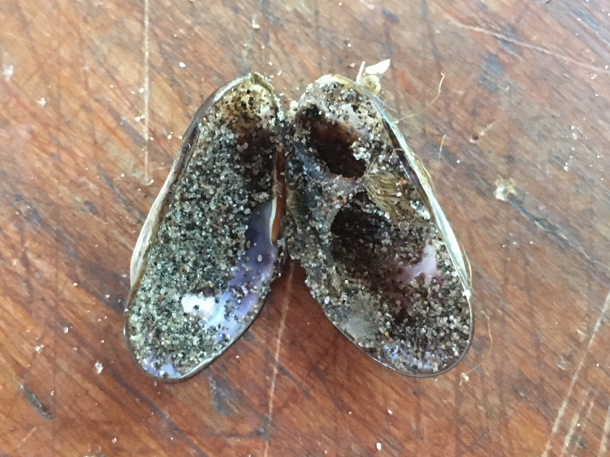 Brachidontes rodriguezii (d'Orbigny, 1842)