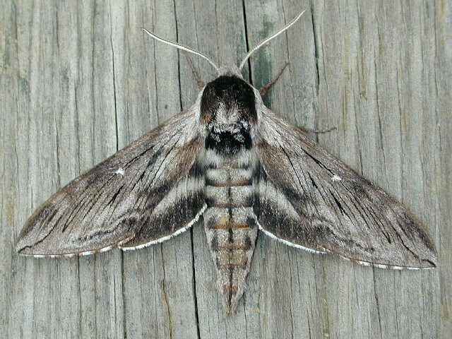 Northern Apple Sphinx from Ward Pound Ridge, Westchester County, NY ...