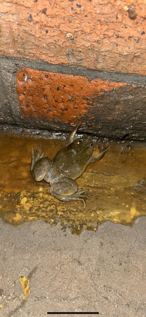 African Clawed Frog from Ruwa, Harare, Harare, ZW on January 20, 2023 ...