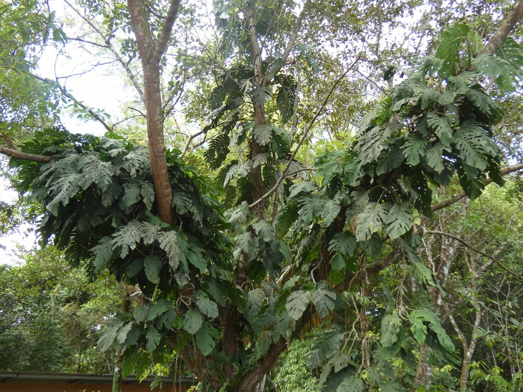 shingles plant from Panamá Province, Panama on January 23, 2023 at 10: ...