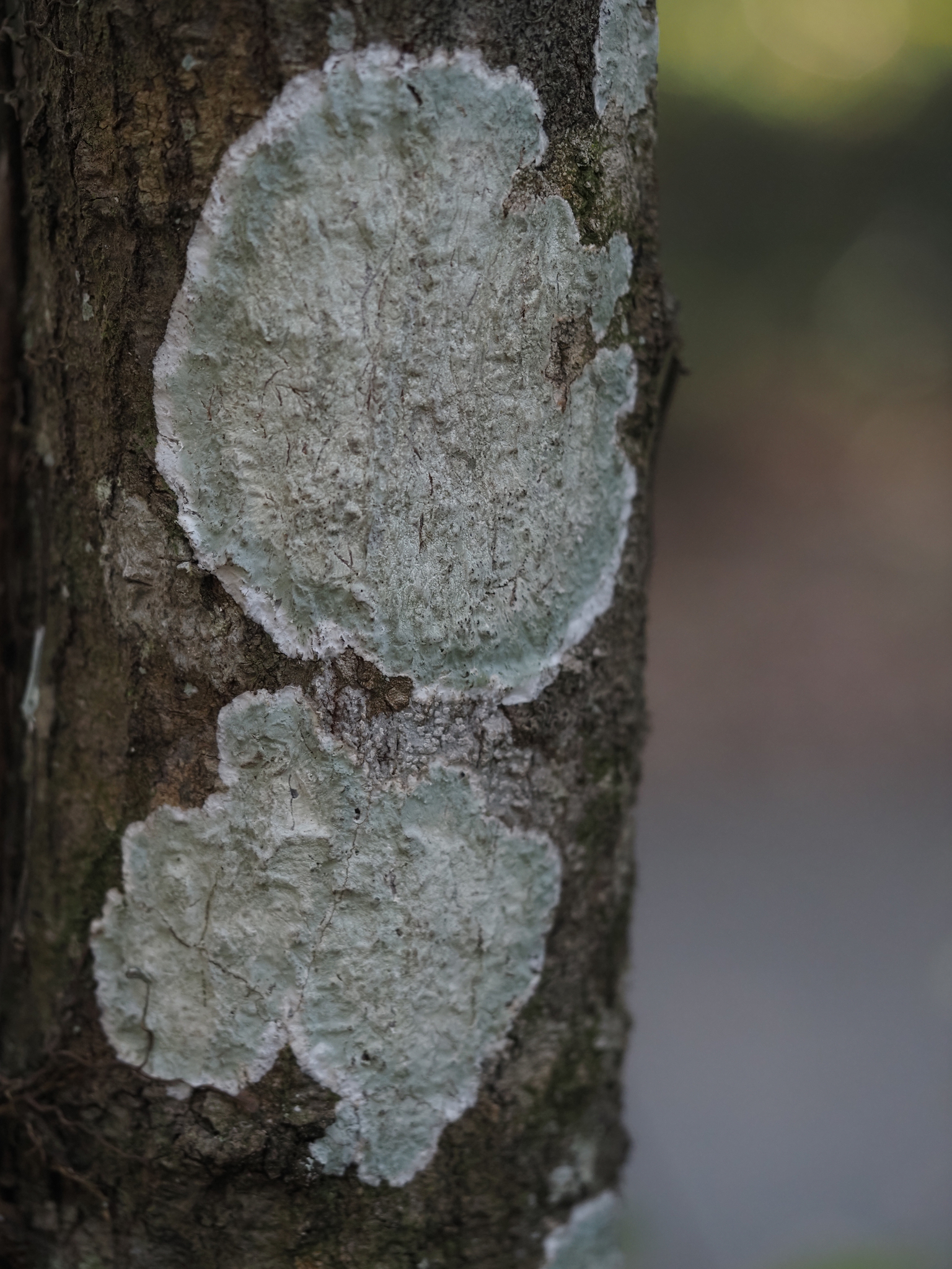 Cryptothecia striata G.Thor