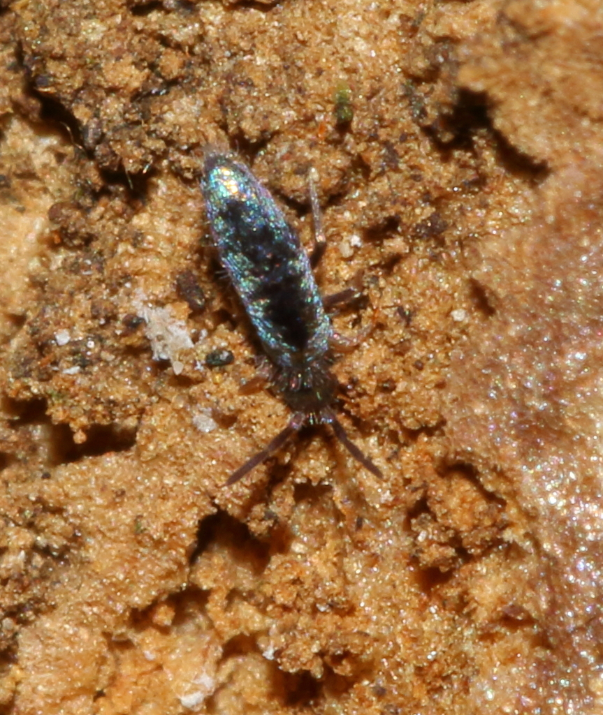 Slender Springtails from Pickle Pot Forest Patch, Impendle, South ...