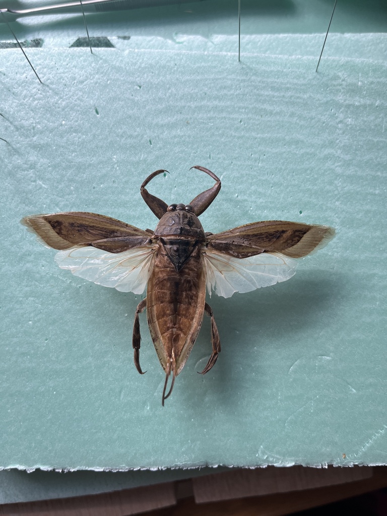 Uhler's Giant Water Bug from Great Dismal Swamp National Wildlife ...