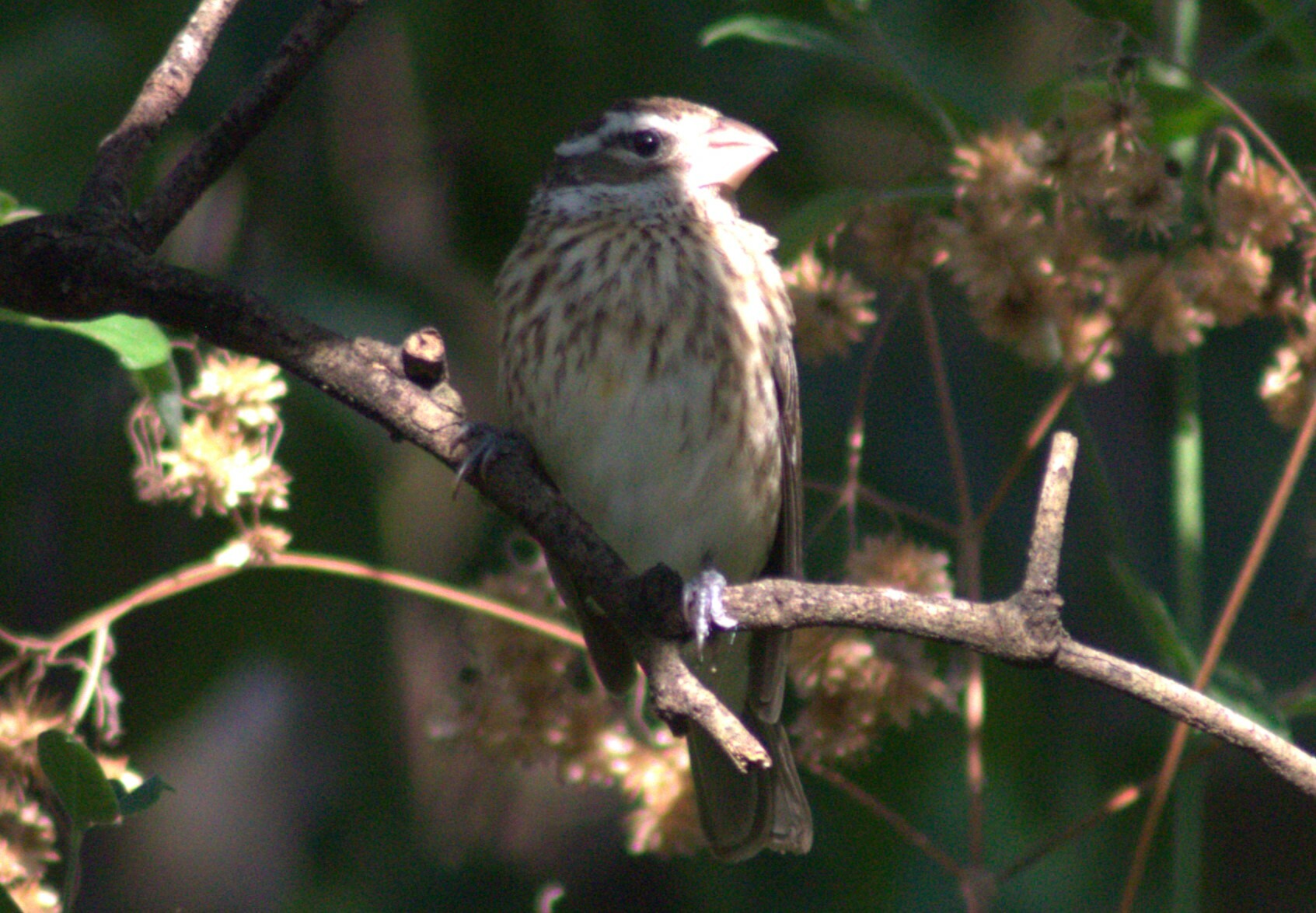 Pheucticus ludovicianus (Linnaeus, 1766)