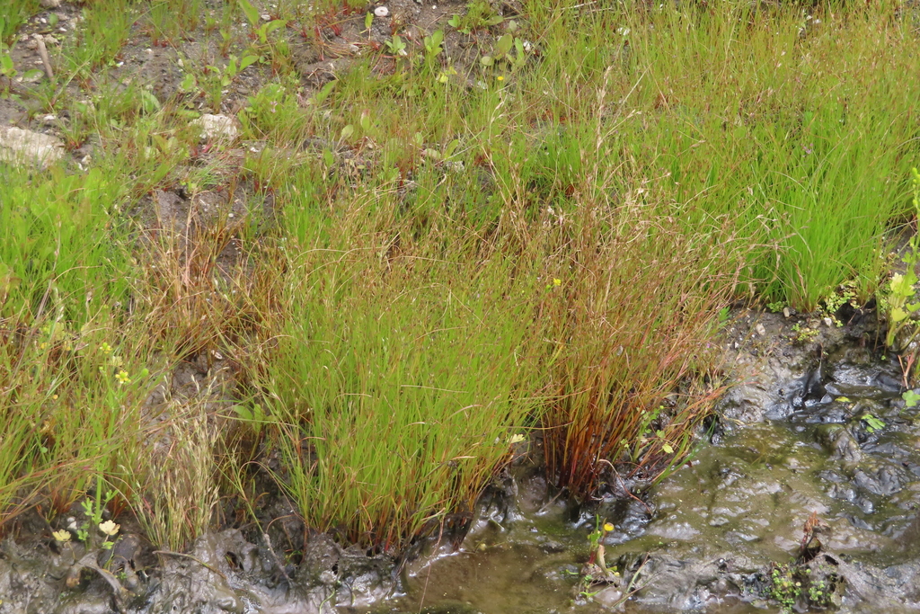 Toad rush from Waitangi, NZ-CI, NZ on January 18, 2023 at 02:43 PM by ...