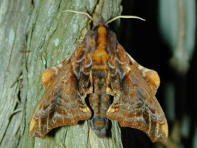 Small-eyed Sphinx from Bedford Audubon Society, Katonah, NY, USA on ...