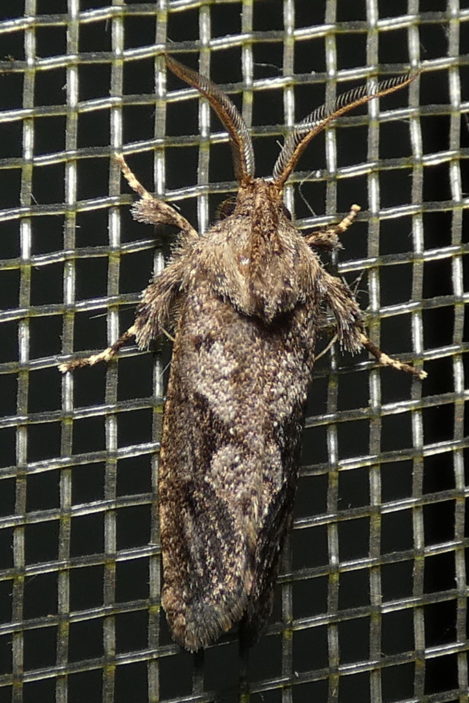 Grass Tubeworm Moths from Zona rural de Paudalho - Pernambuco on ...