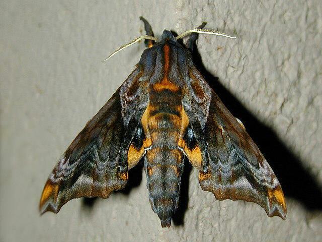 Small-eyed Sphinx from Ward Pound Ridge, Westchester County, NY, USA on ...