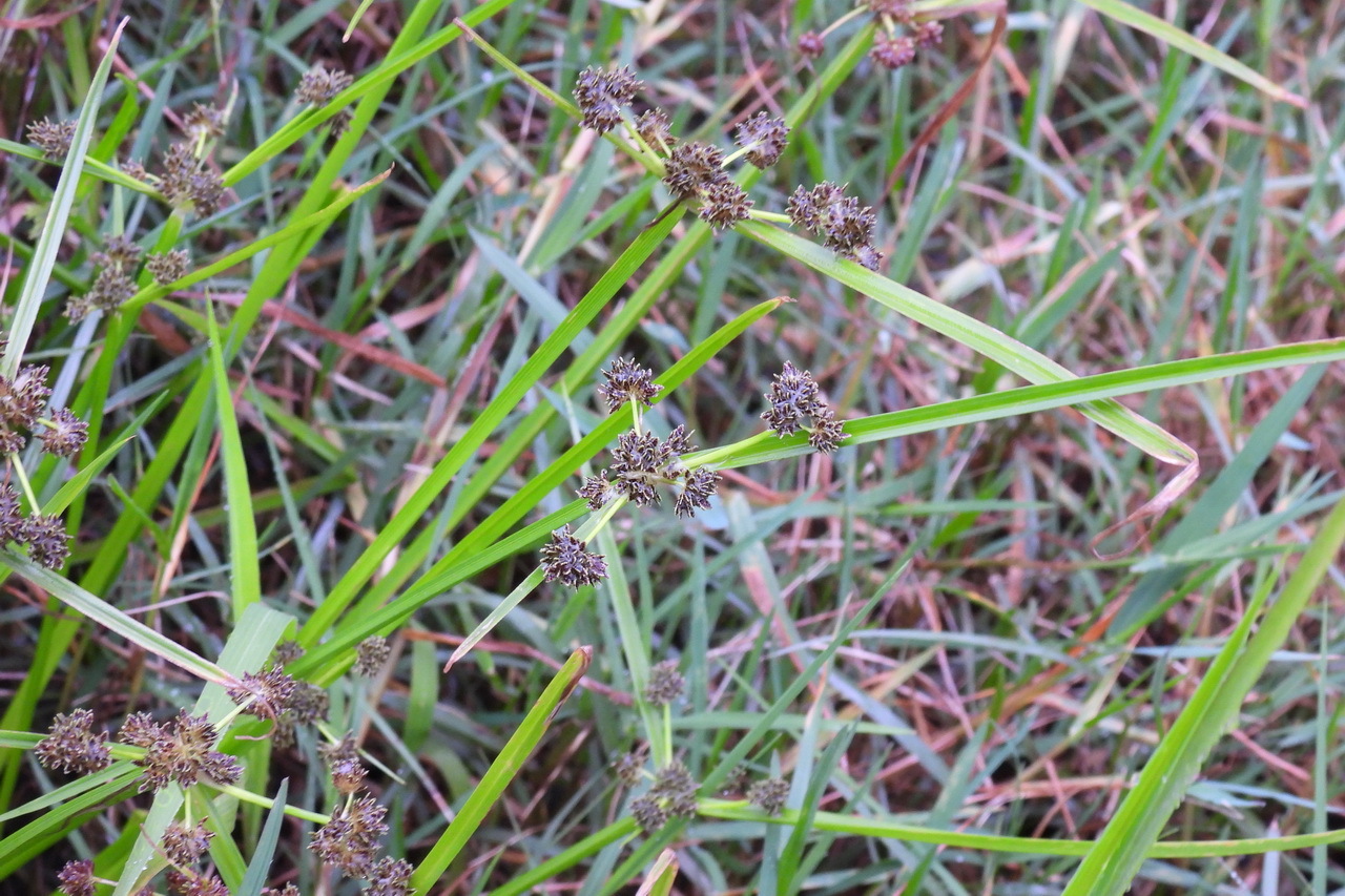Cyperus difformis L.