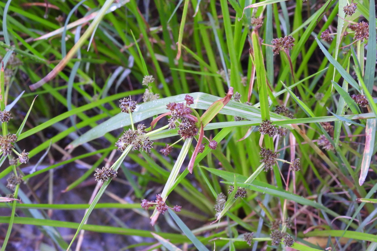 Cyperus difformis L.