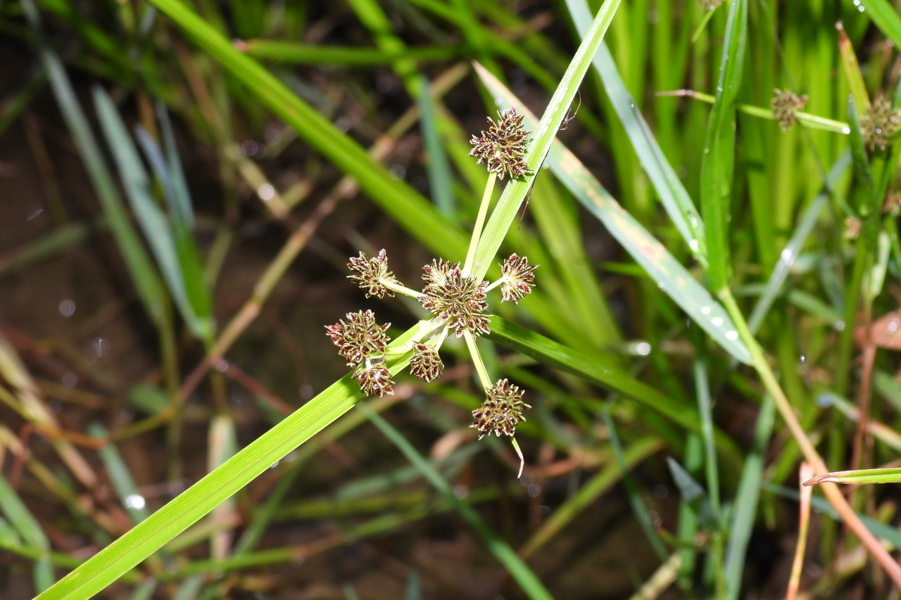 Cyperus difformis L.