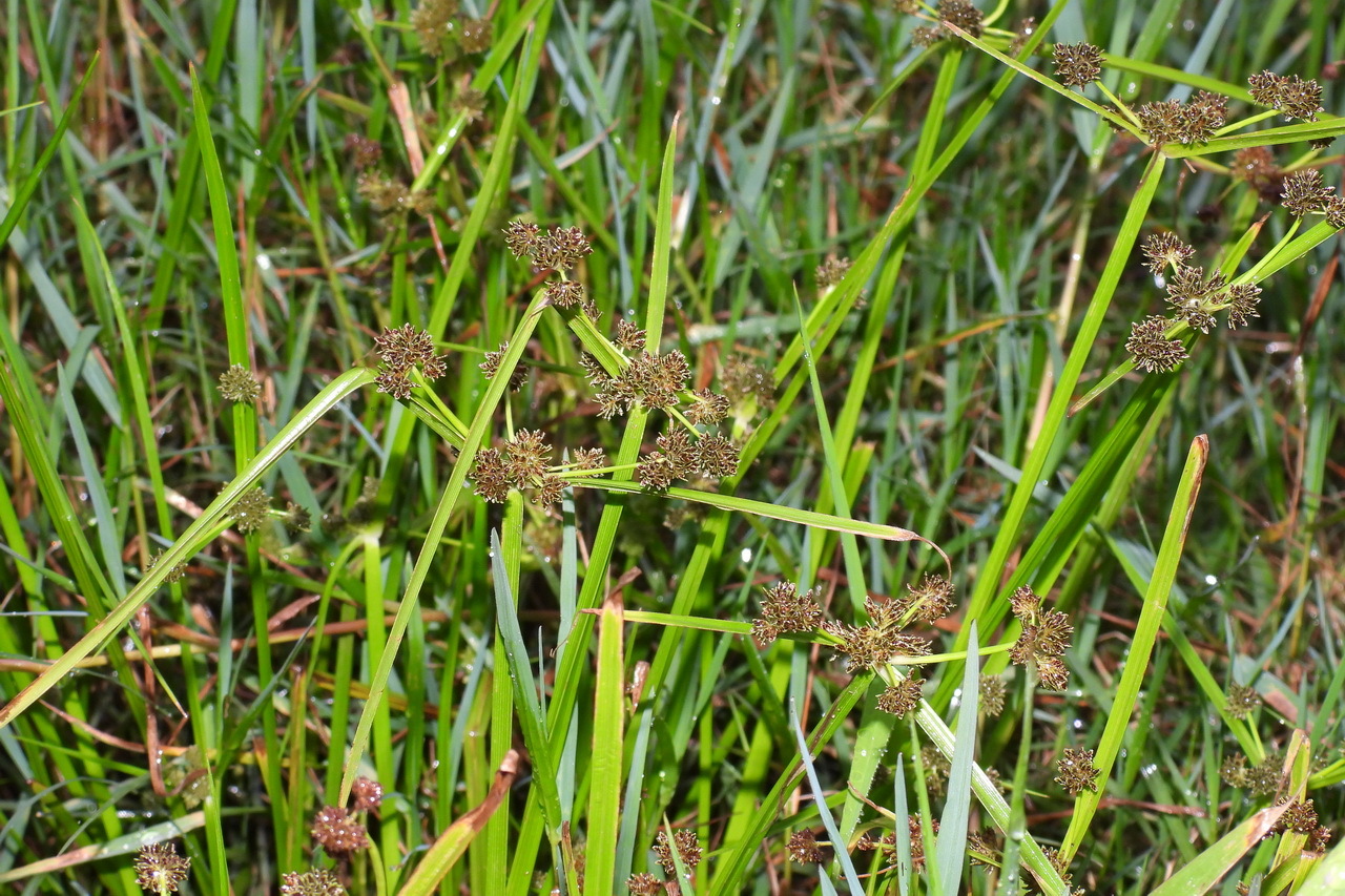 Cyperus difformis L.