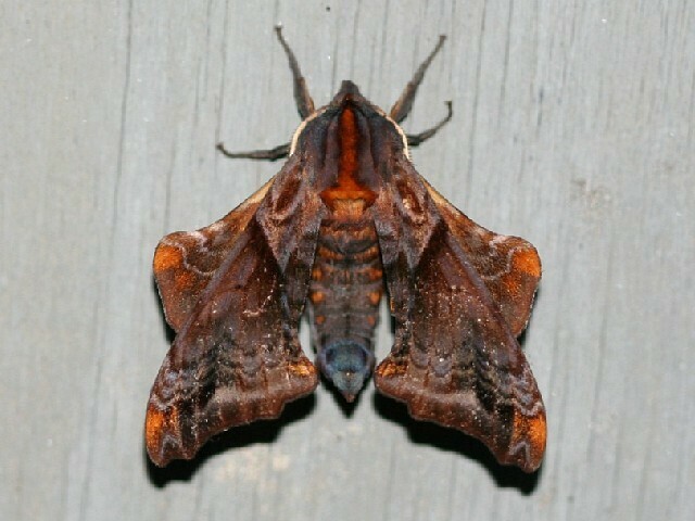 Small-eyed Sphinx from Hubbard Pines, Litchfield, CT, USA on June 17 ...