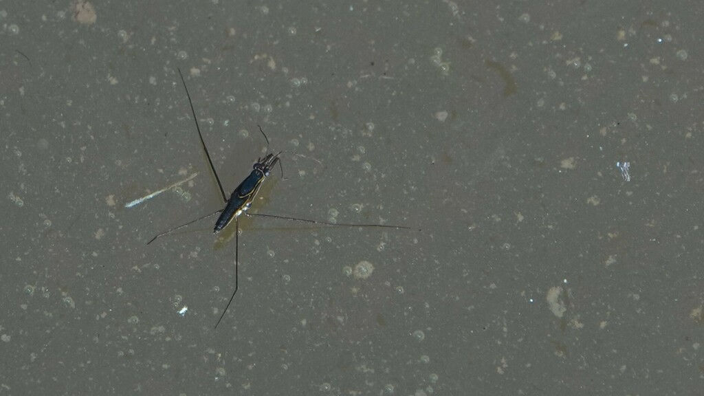 Limnogonus nitidus from Virar West, Virar, Maharashtra, India on ...