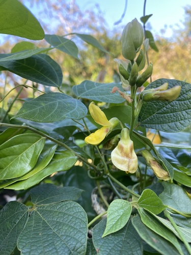 Cajanus volubilis · iNaturalist