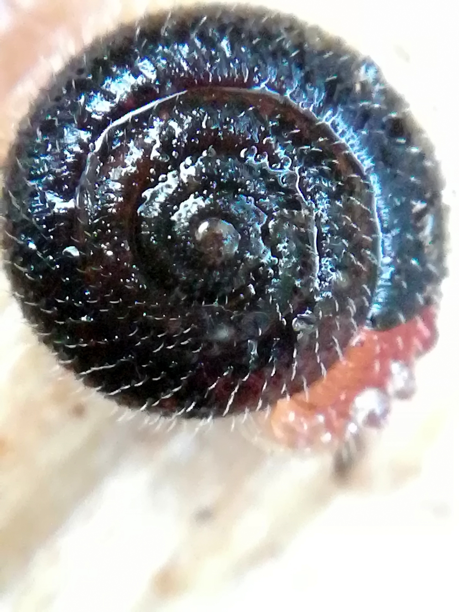 Trochulus hispidus (Linnaeus, 1758)