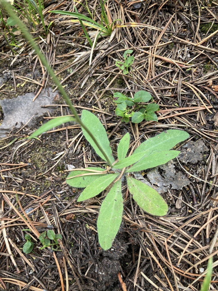 white hawkweed from Kananaskis, AB T0L, Canada on August 04, 2021 at 10 ...