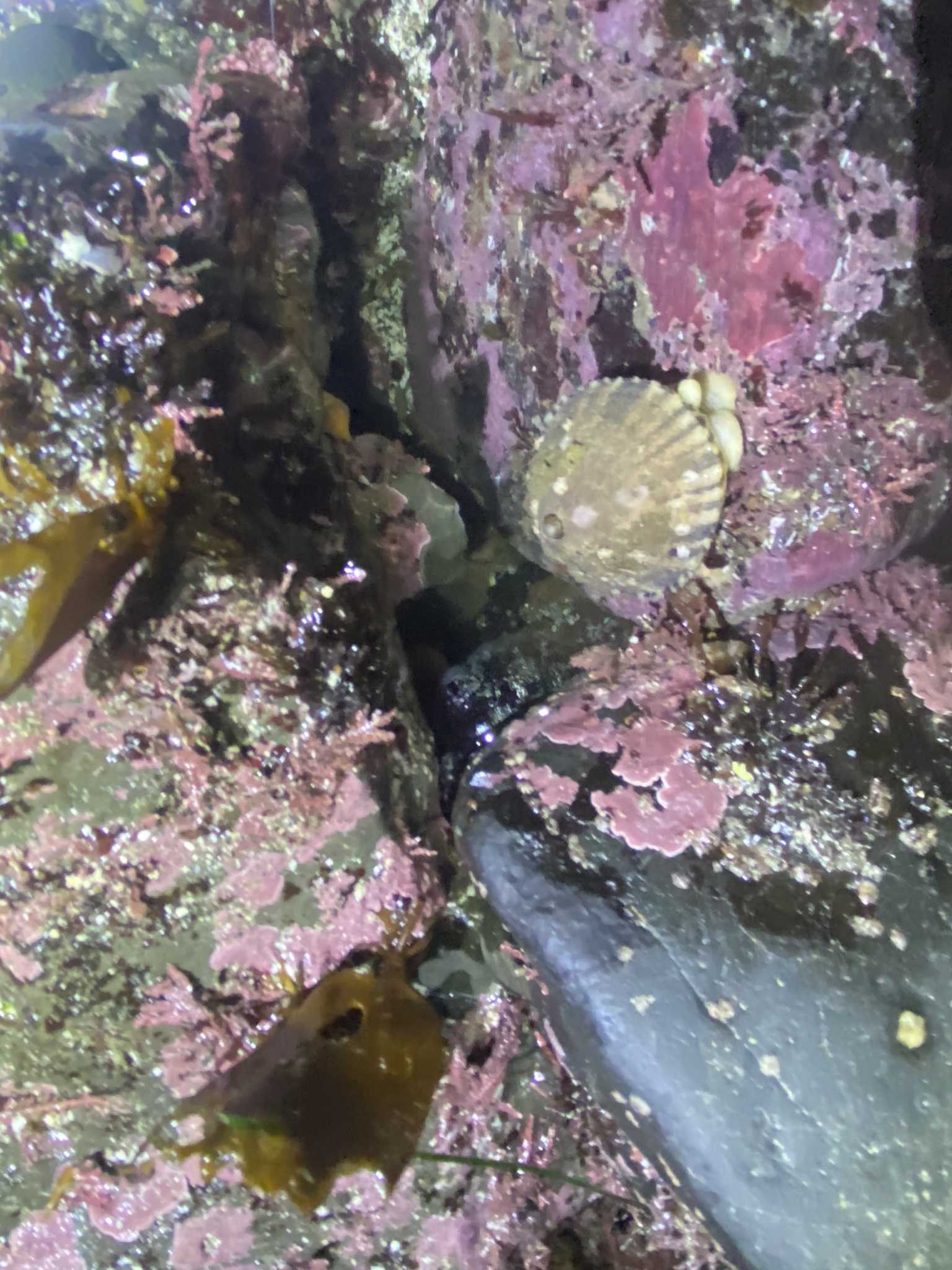 Diodora aspera (Rathke, 1833)