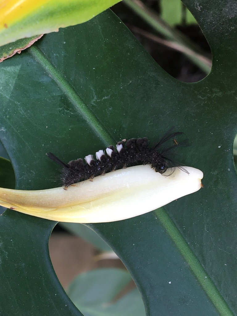 Syntomeida syntomoides in January 2023 by sh_rodes · iNaturalist