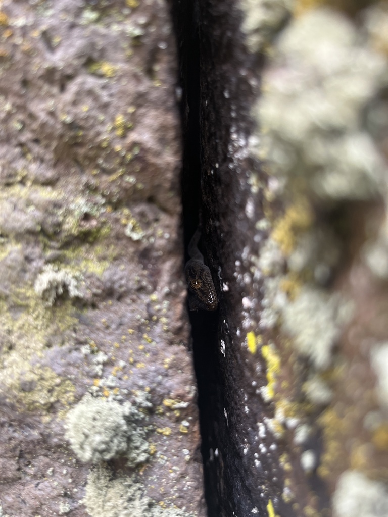 Waitaha Gecko in January 2023 by Jean Jack. Two in crack · iNaturalist