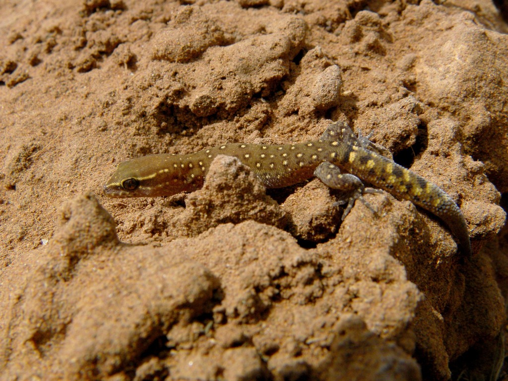 Harris Gecko from Province de Tiznit, Maroc on February 17, 2011 at 02: ...