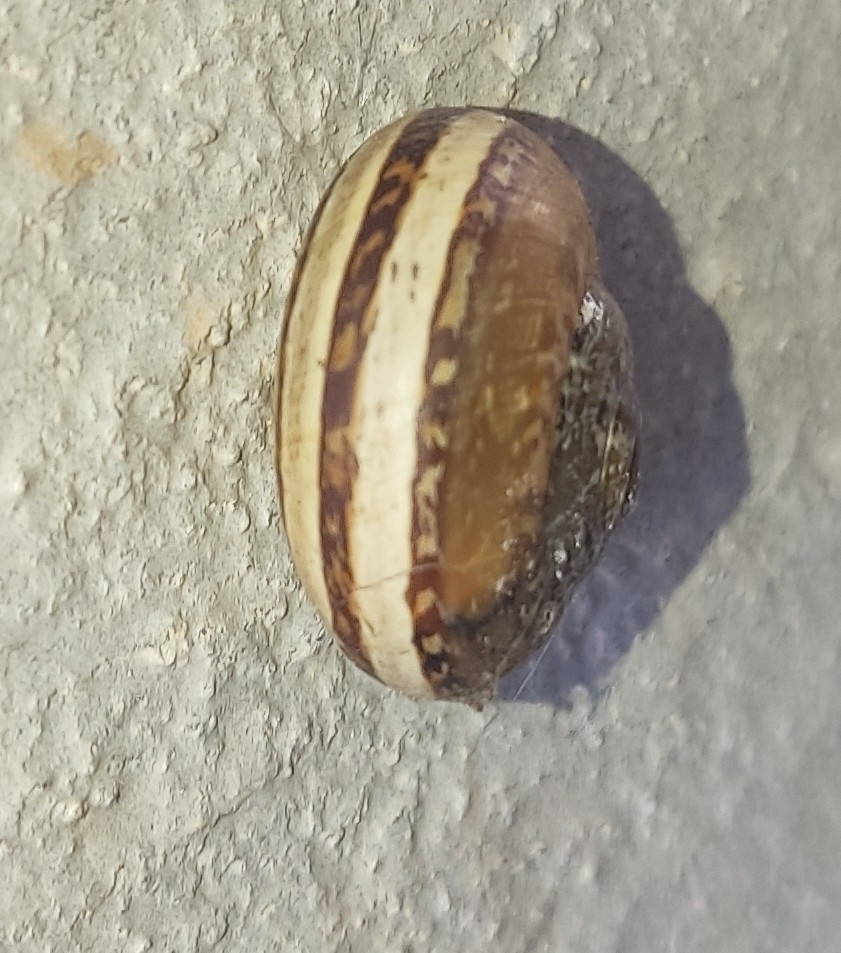 Iberus Montfort, 1810