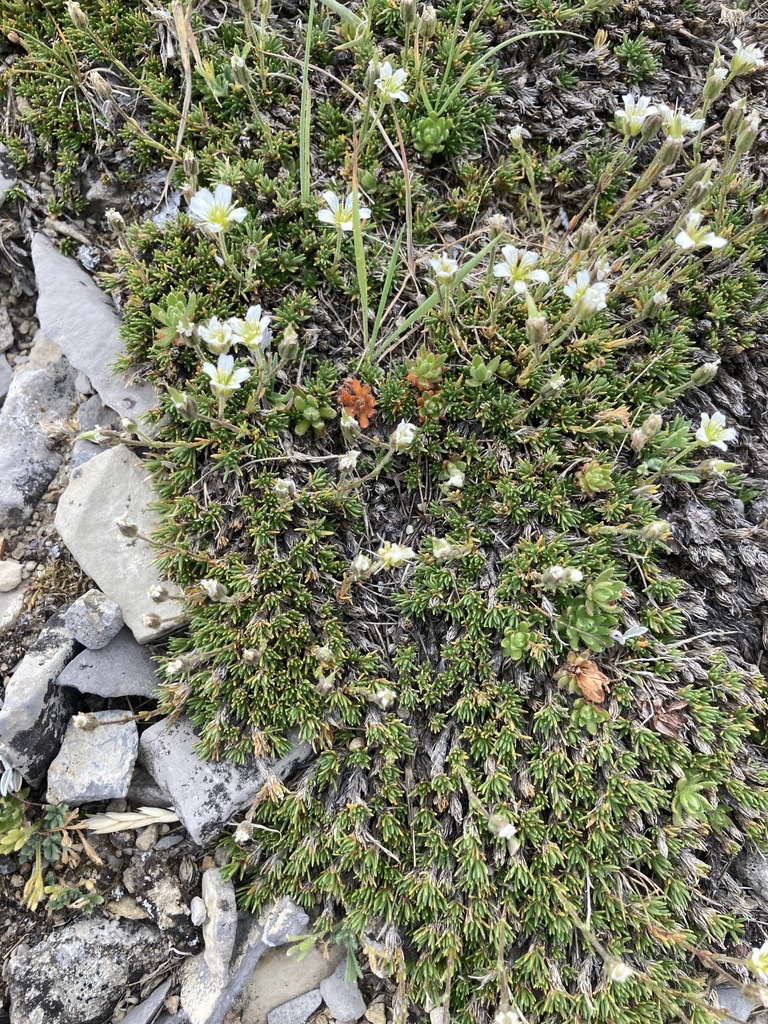 alpine sandwort from Kananaskis, AB T0L, Canada on August 04, 2021 at ...