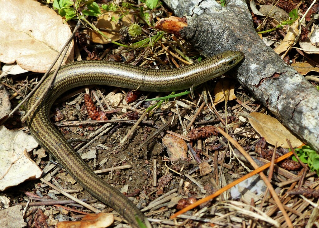 Western Three-toed Skink from Cantabria, Espagne on May 31, 2014 at 02: ...
