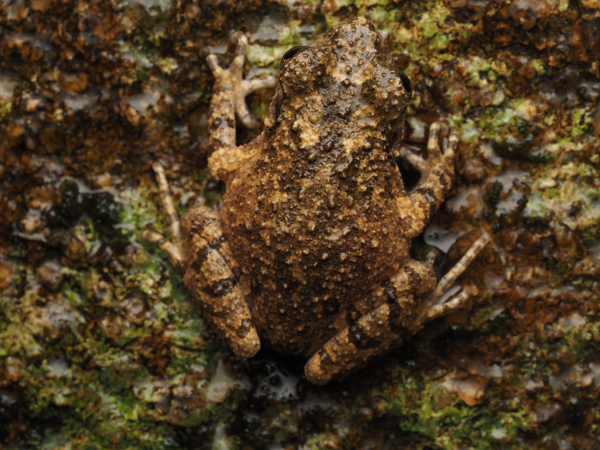 Leptobrachella Smith, 1925