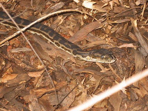 South-western Carpet Python (Reptile Watch Porongurup) · iNaturalist