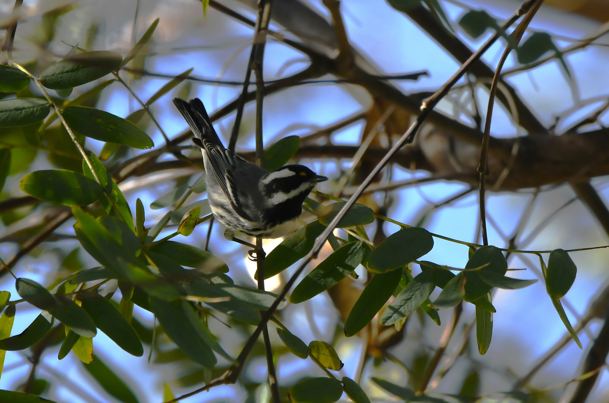Setophaga nigrescens (J.K.Townsend, 1837)