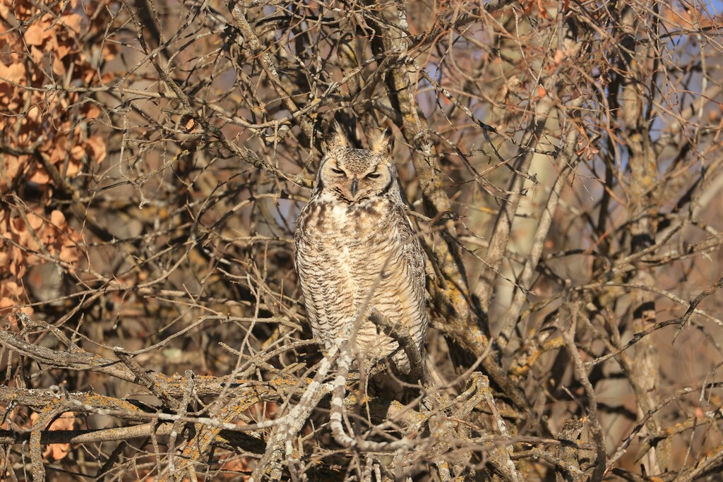 Great Horned Owl from Kuhnen Park Near Blackfalds Alberta Canada on ...
