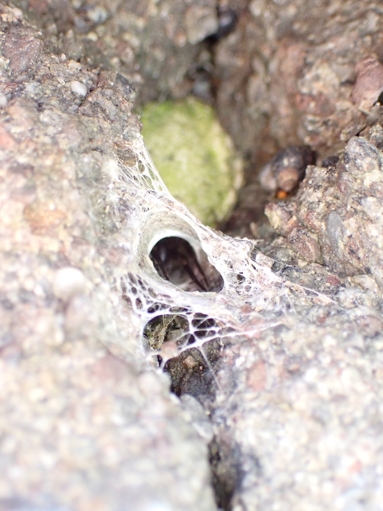 Marine Spider from South Wairarapa, Wellington, New Zealand on January ...