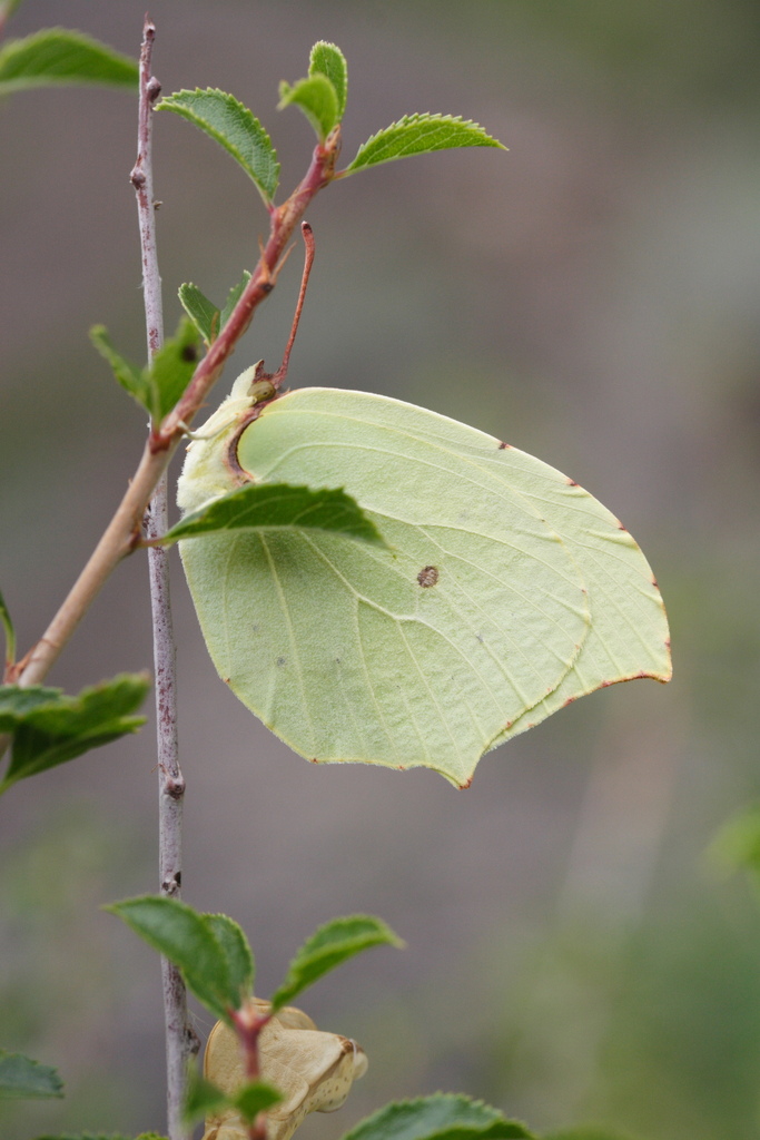 Common Brimstone from Korgon-Tash, Batken District, Kirgisistan on June ...