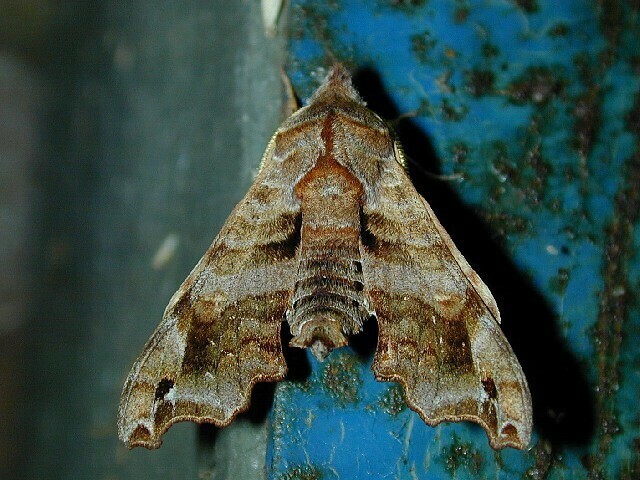 Lettered Sphinx from Floyd Bennet Field, Brooklyn, NY, USA on May 27, 2005 at 10:49 PM by ...