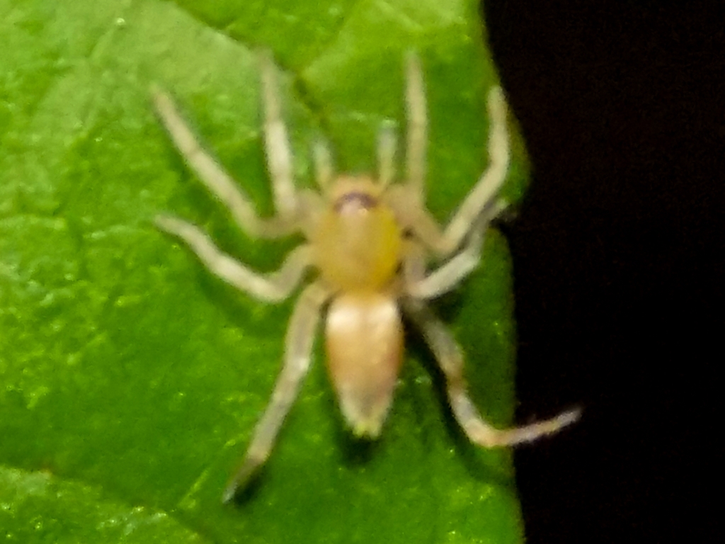 Leafcurling Sac Spiders from Brummeria on January 23, 2023 by wickus ...