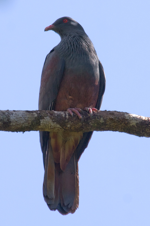 Goliath Imperial Pigeon (Ducula goliath) - Avian Discovery