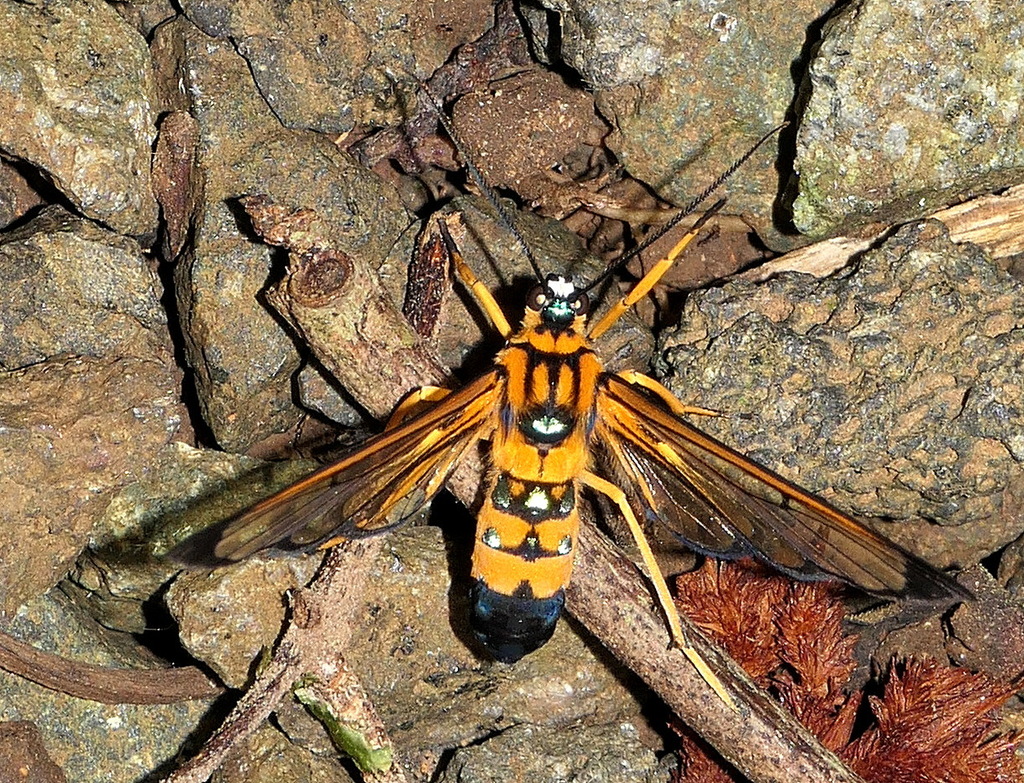 Pheia drucei from Tuis, Provincia de Cartago, Turrialba, Costa Rica on ...