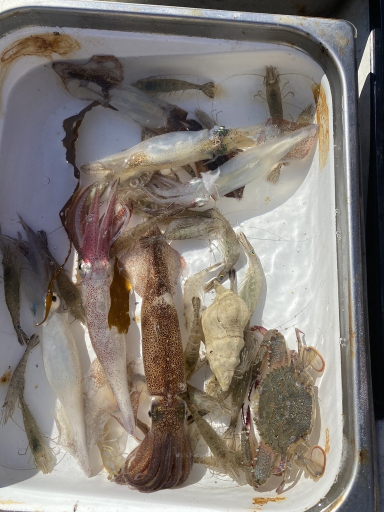 Opalescent Inshore Squid from North Pacific Ocean, CA, US on January 23, 2023 at 10:16 AM by ...