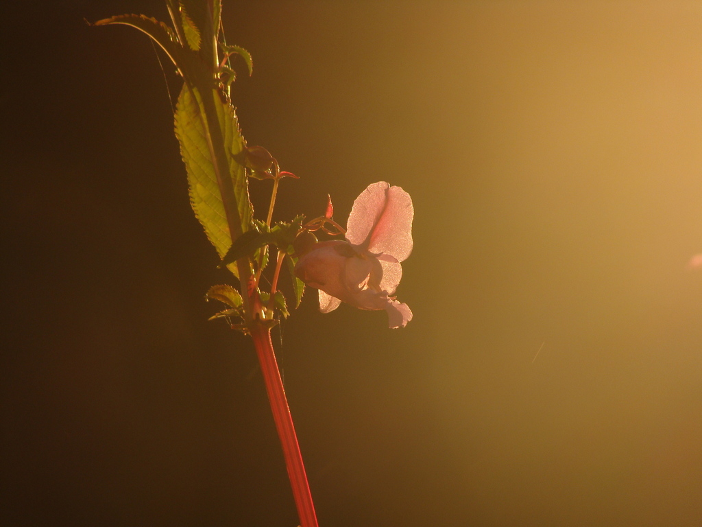 Himalayan balsam from Mitte, Leipzig, Deutschland on October 13, 2009 ...