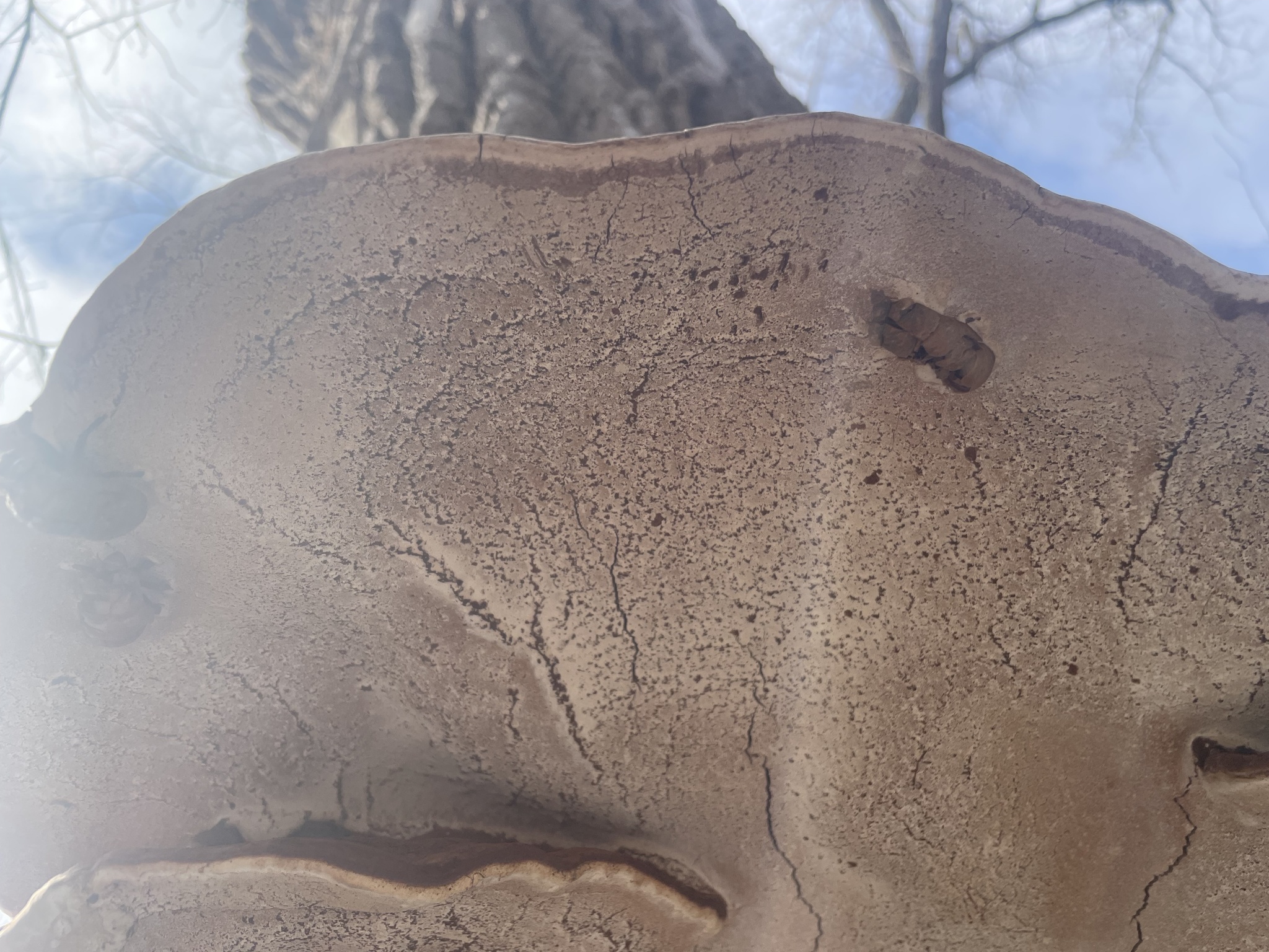 Ganoderma megaloma (Lév.) Bres.